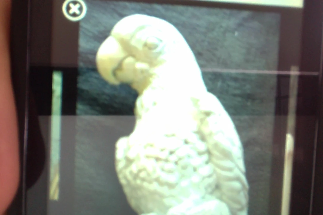 PARROT | FreedomPastaCreepy/Troll Wiki | Fandom