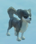 Rascal | FreeRealms Wiki | Fandom