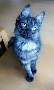 Image My Warrior Catspng Free Realms Warrior Cats