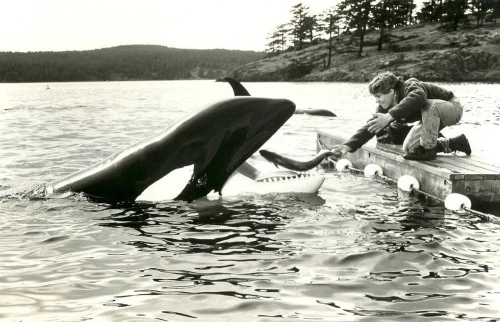 Willy | Free Willy Wiki | Fandom