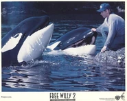 Willy | Free Willy Wiki | Fandom