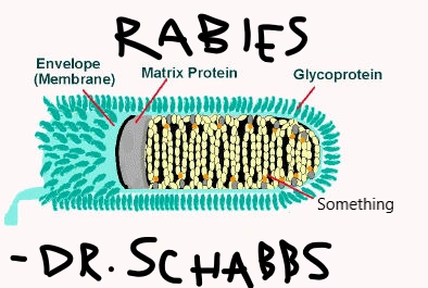 Rabies | Brozoverse Wiki | Fandom