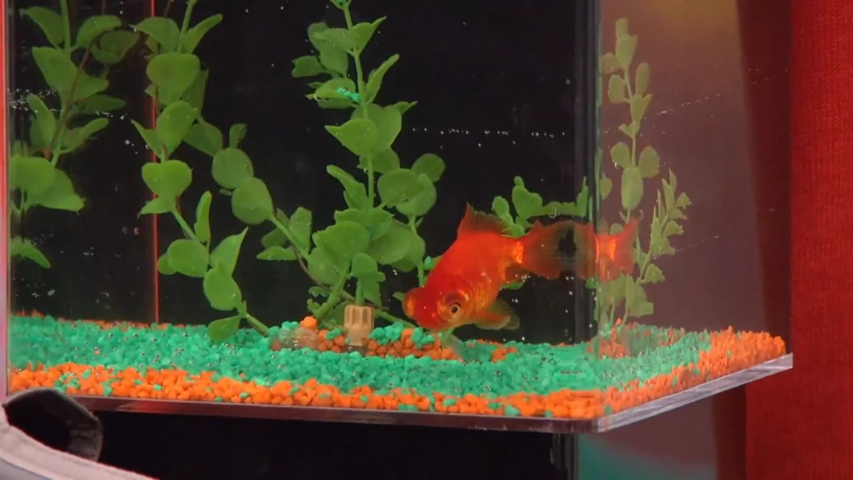 Walter | The Fresh Beat Band Wiki | Fandom