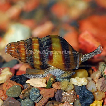 Assassin Snail | Freshwater fish Wiki | Fandom