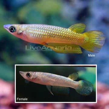 Golden Wonder Killifish | Freshwater fish Wiki | Fandom