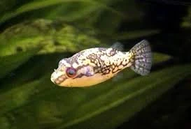 Striped Redeye Puffer Fish | Freshwater fish Wiki | Fandom