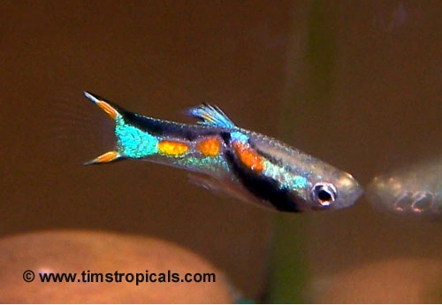 Livebearers | Freshwater fish Wiki | Fandom