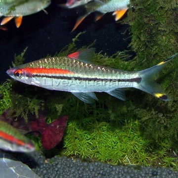 Denison Barb | Freshwater fish Wiki | Fandom