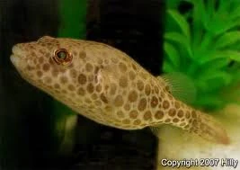 Abei Puffer Fish | Freshwater fish Wiki | Fandom