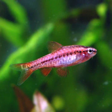 Cherry Barb Fish