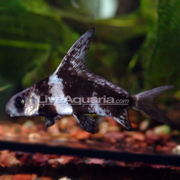 Chinese Hi Fin Banded Shark | Freshwater fish Wiki | Fandom