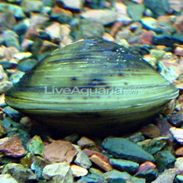 Freshwater Clam | Freshwater fish Wiki | Fandom