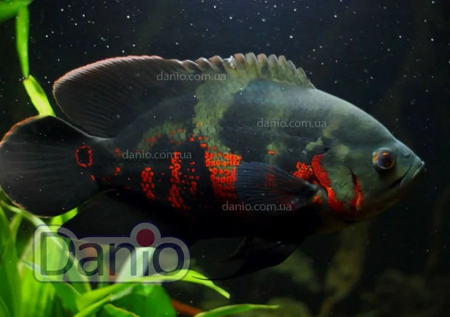 Oscar fish | Freshwater fish Wiki | Fandom
