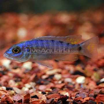 Electric Blue Cichlid | Freshwater fish Wiki | Fandom