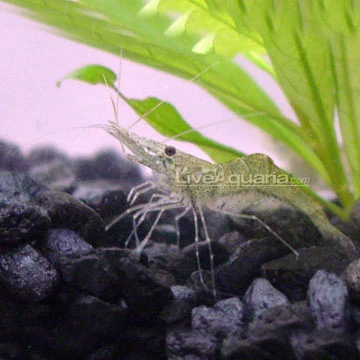 Ghost (Glass) Shrimp | Freshwater fish Wiki | Fandom