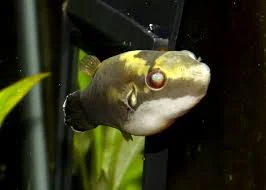 Bornean red eye Puffer Fish | Freshwater fish Wiki | Fandom