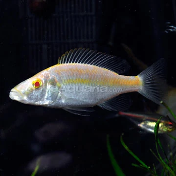 Compressiceps Cichlid