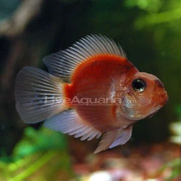 Red Parrot | Freshwater fish Wiki | Fandom