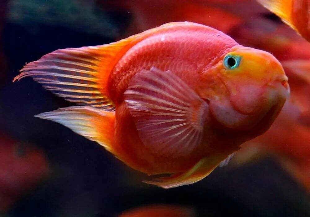 Blood parrot cichlids | Freshwater fish Wiki | Fandom
