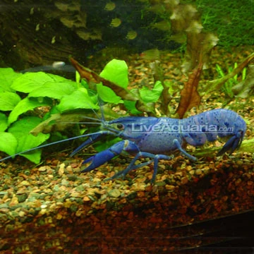 Blue Knight Lobster | Freshwater fish Wiki | Fandom