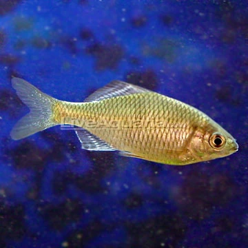 Bitterling | Freshwater fish Wiki | Fandom