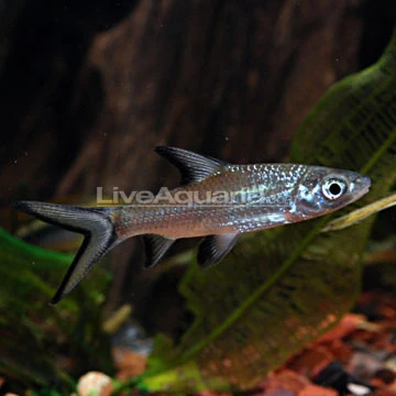 Bala Shark | Freshwater fish Wiki | Fandom