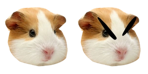 Cuy | Wiki Friday Night Funkin' Mods | Fandom