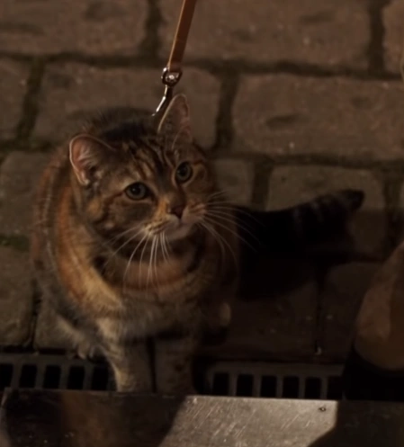 Watson | Friday Night Dinner Wiki | Fandom