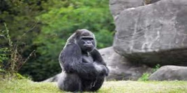 FNF NEW GORILLA | Funkipedia Mods Wiki | Fandom