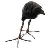 Vs. Pukeko | Funkipedia Mods Wiki | Fandom