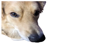 VS My Zawg | Funkipedia Mods Wiki | Fandom