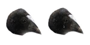 Vs. Pukeko | Funkipedia Mods Wiki | Fandom