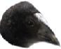 Vs. Pukeko | Funkipedia Mods Wiki | Fandom