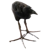 Vs. Pukeko | Funkipedia Mods Wiki | Fandom