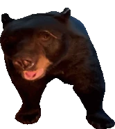 TidyBear Animal-Shaped Trash Can | Funkipedia Mods Wiki | Fandom