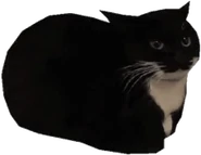 Maxwell the Cat | Funkipedia Mods Wiki | Fandom