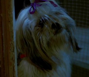 Muffin | Friday the 13th Wiki | Fandom