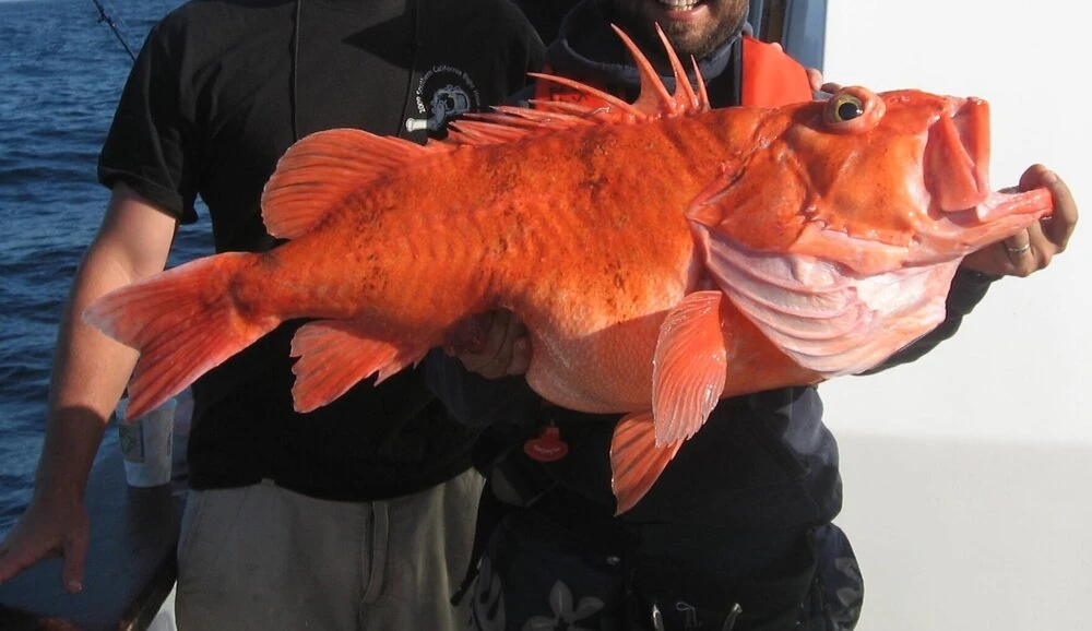 Cod | Frienship Wiki | Fandom