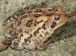 Gender of a Toad | Frog and Toad Care Wiki | Fandom