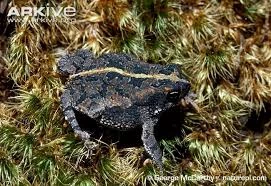 Smallest Toad In North America | Frog and Toad Care Wiki | Fandom