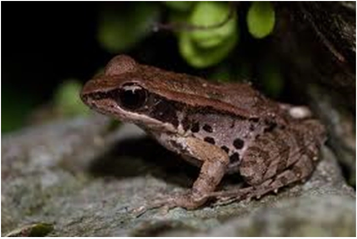 Diet of a Toad | Frog and Toad Care Wiki | Fandom