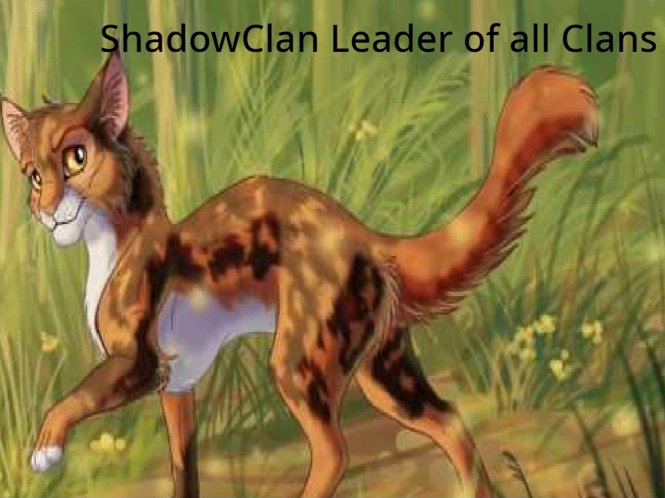 ShadowClan leader of all Clans | Frost Forest Wiki | Fandom
