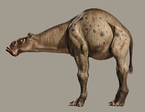 Falumpaset | Star Wars Wiki | Fandom