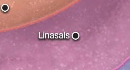 Linasals | Star Wars Wiki | Fandom