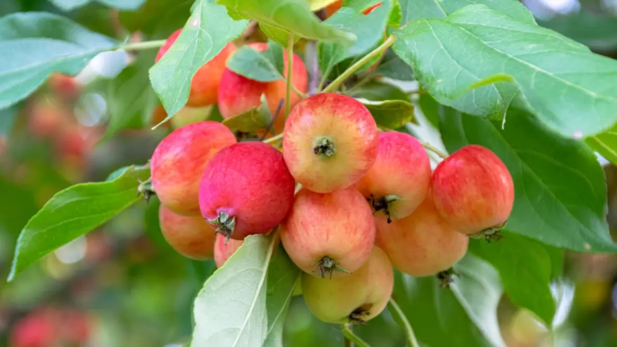Apple/Crab Apple | Fruit Wiki | Fandom