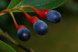 Sassafras | Fruit Wiki | Fandom