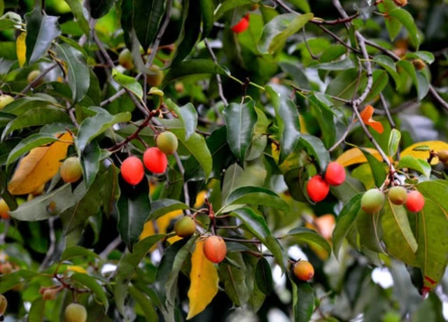 Bulletwood Fruit | Fruit Wiki | Fandom