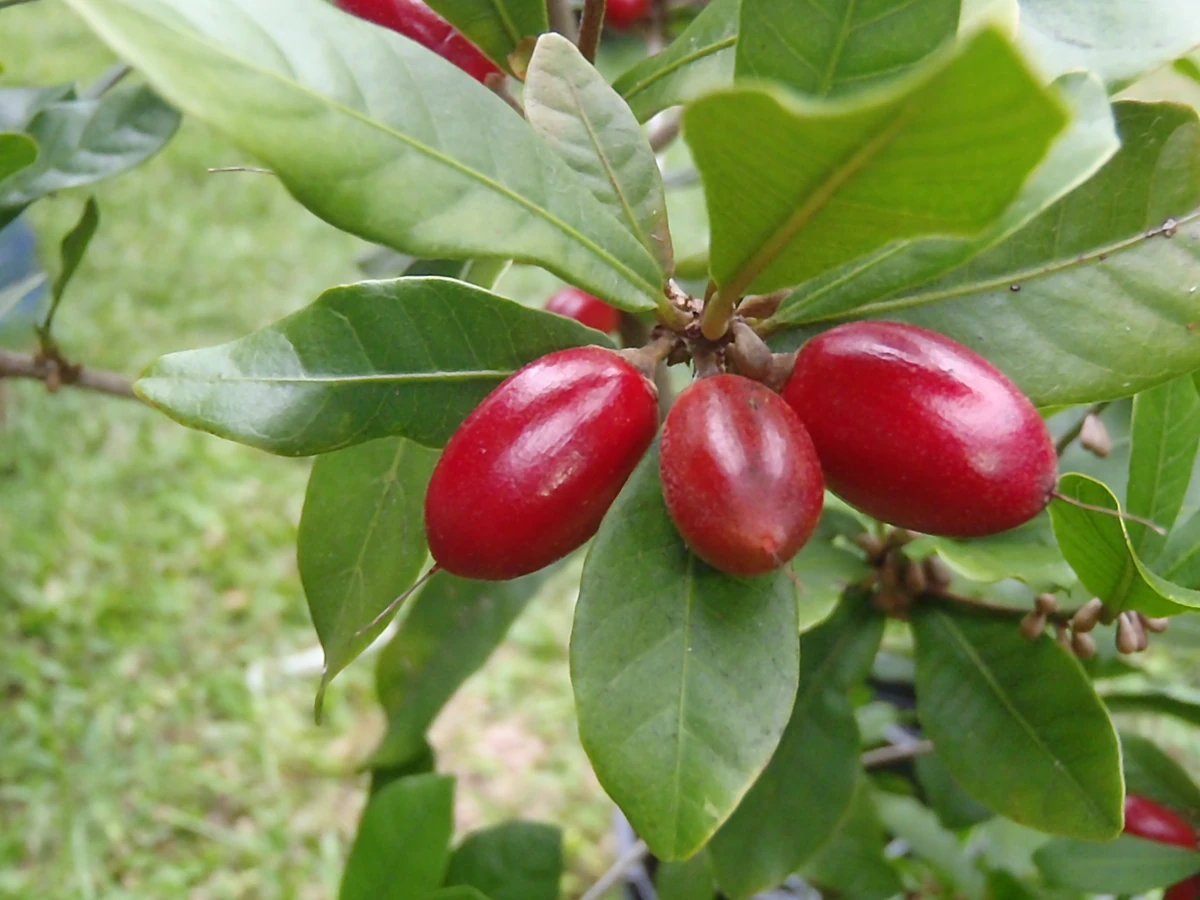 Miracle Berry | Fruit Wiki | Fandom