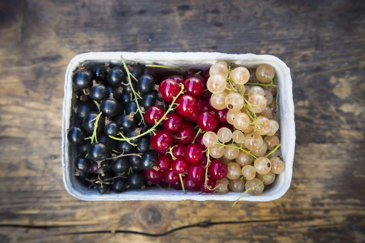 Currant | Fruit Wiki | Fandom