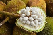 Marang | Fruit Wiki | Fandom